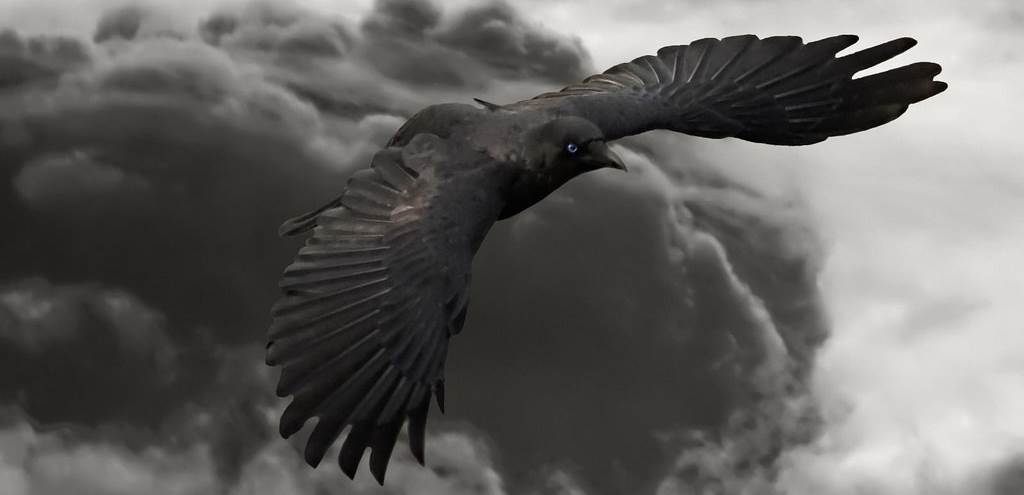 A história do corvo – Verdade Mundial